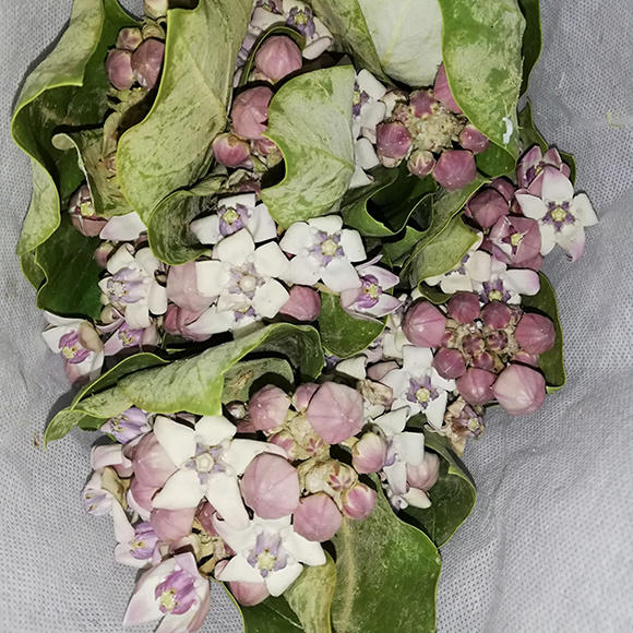 糖果花植物 带刺的植物 植物大全 第2页 大山谷图库