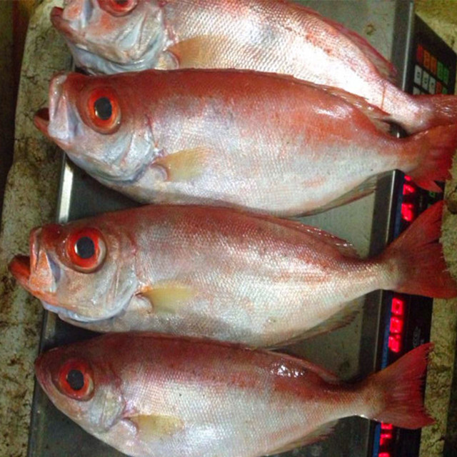 红目鲢鱼,红鲢鱼,红目鲢_大山谷图库
