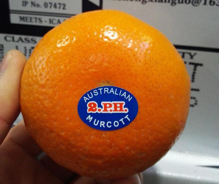 2ph澳橘,澳橘和澳柑,澳橘_大山谷图库