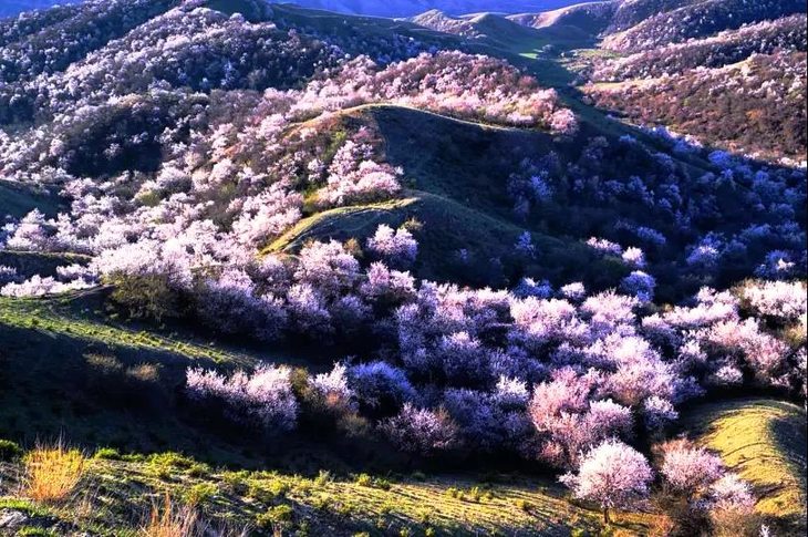 伊犁杏花沟8月,伊犁杏花沟,7月杏花沟_大山谷图库