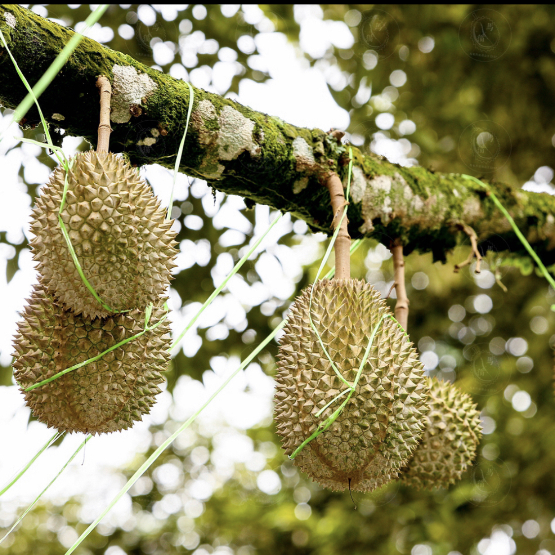 马来西亚猫山王榴莲树,马来西亚猫山王榴莲_大山谷图库